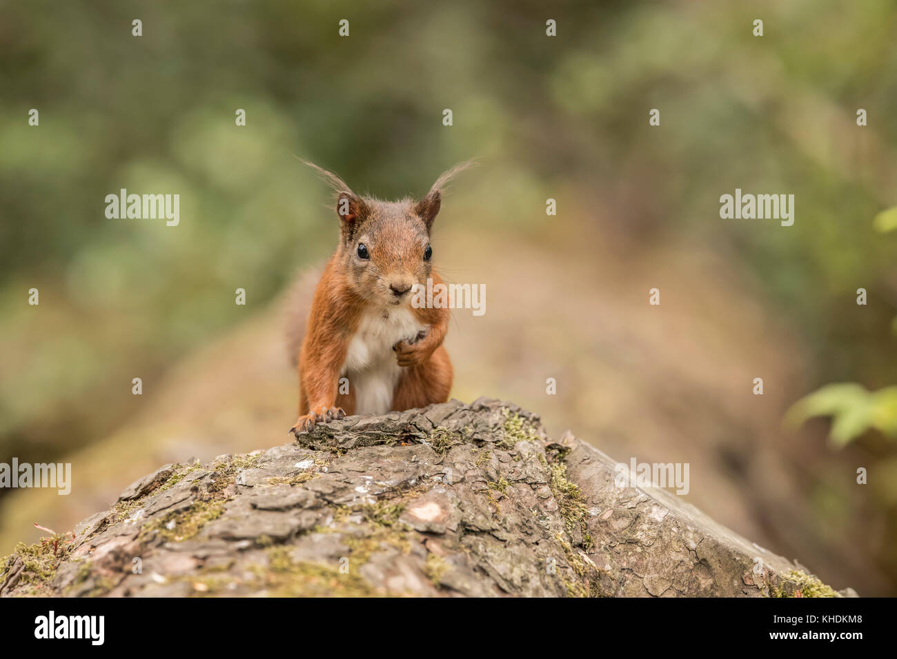 Red squirrel close up on moss hi-res stock photography and images - Alamy