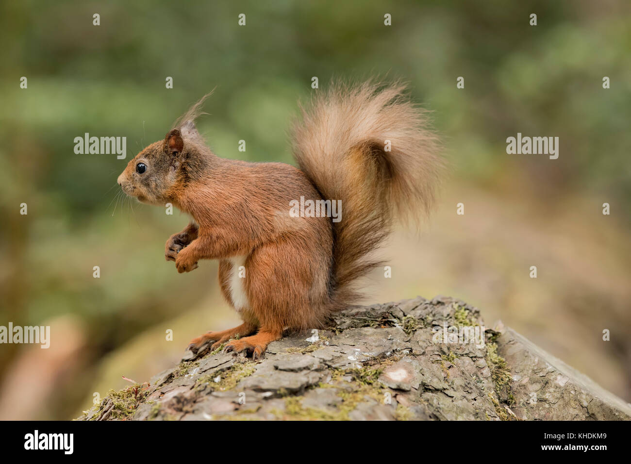 Red squirrel close up on moss hi-res stock photography and images - Alamy