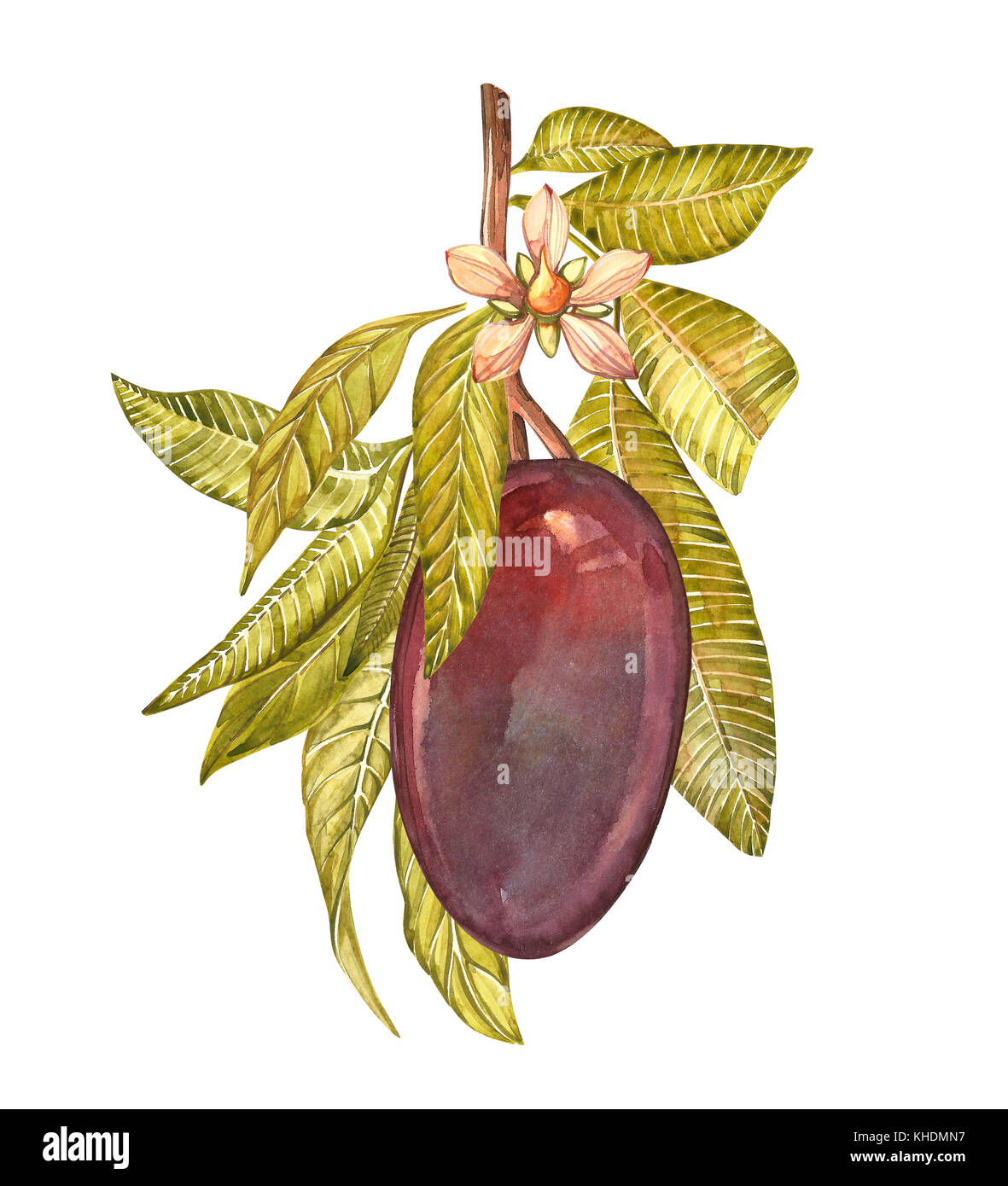 Set of Watercolor botanical illustration. Mango Fruit and flowers ...