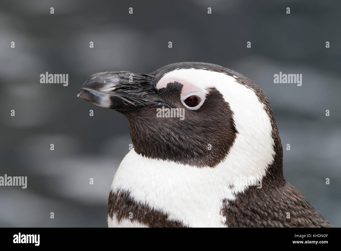 African penguin, Spheniscus demersus, captive, close up portrait of ...