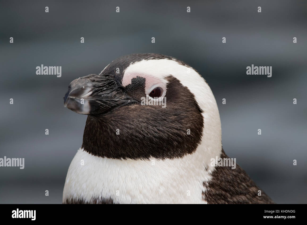 Penguin eyes hi-res stock photography and images - Alamy