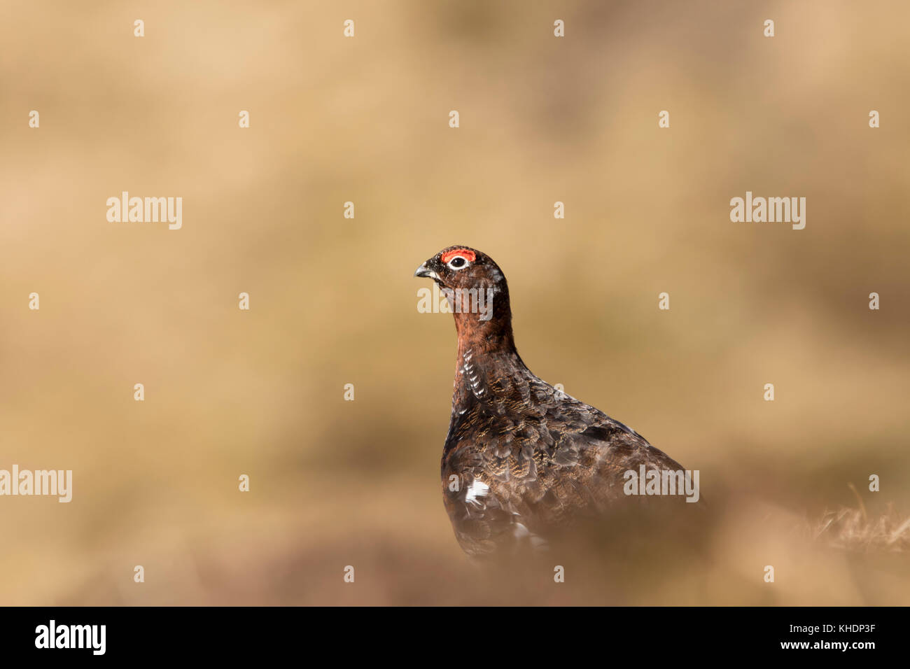 Common Grouse In Grass High Resolution Stock Photography and Images - Alamy