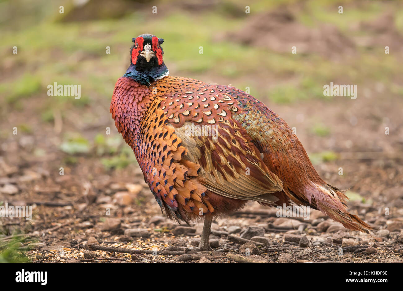 Pheasant, close-up in a woodland setting Stock Photo - Alamy