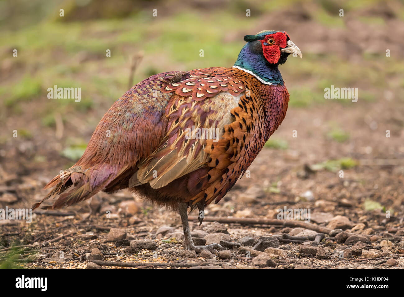 Pheasant, close-up in a woodland setting Stock Photo - Alamy