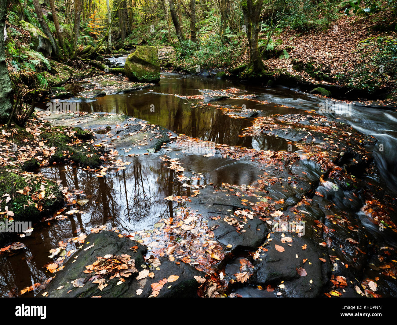 Autumn Leaves in Harden Beck or Hallas Beck in Goitstock Wood in Autumn ...