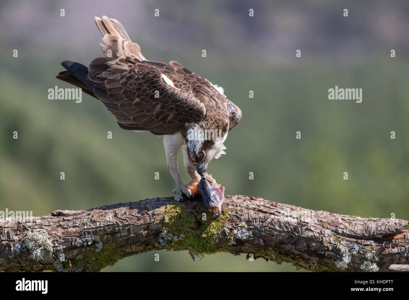 Osprey diving hi-res stock photography and images - Alamy