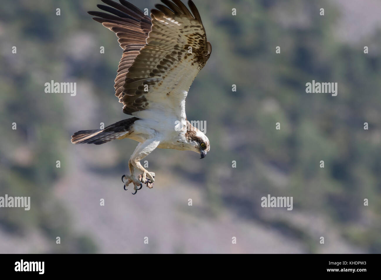 osprey bird, Pandion haliaetus, diving, gliding, feeding beside river ...