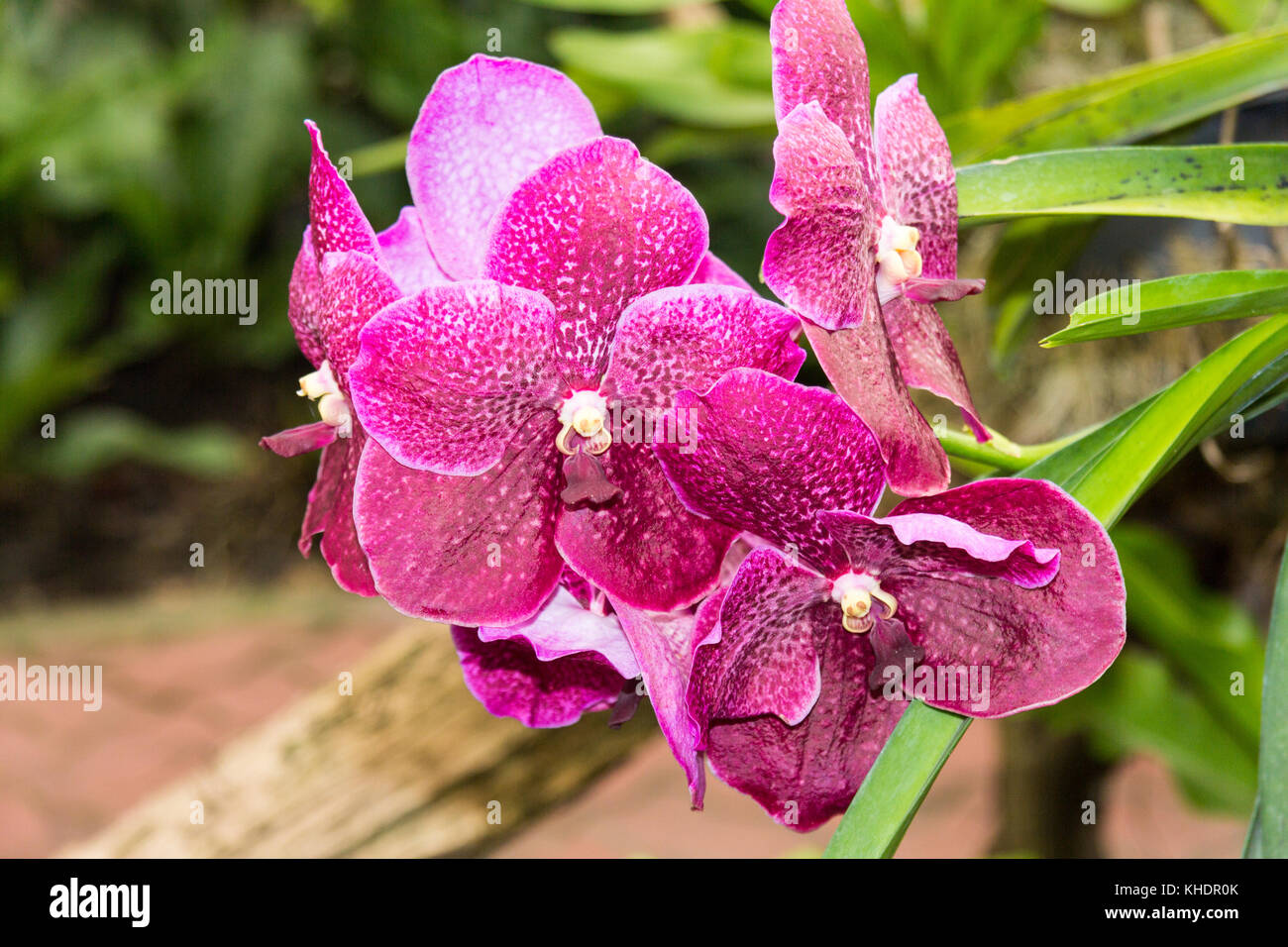 Purple orchid, orchidaea Stock Photo - Alamy