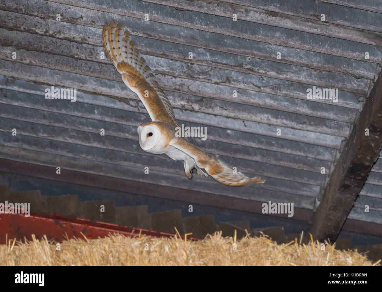 A Barn Owl flying in a farm barn, Chipping, Preston, Lancashire Stock ...