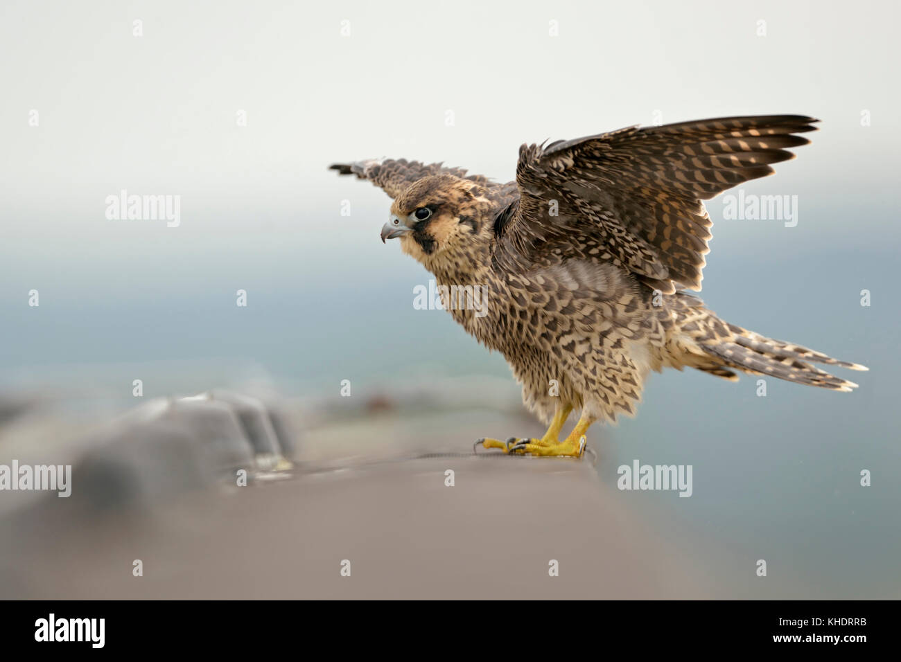 A young peregrine falcon hi-res stock photography and images - Alamy