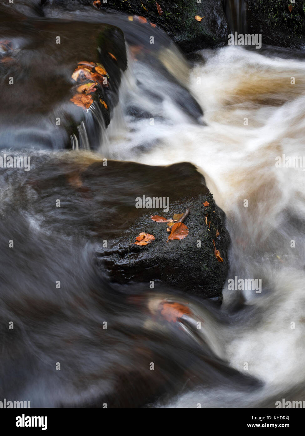 Autumn Leaves in Harden Beck in Goitstock Wood Cullingworth West ...
