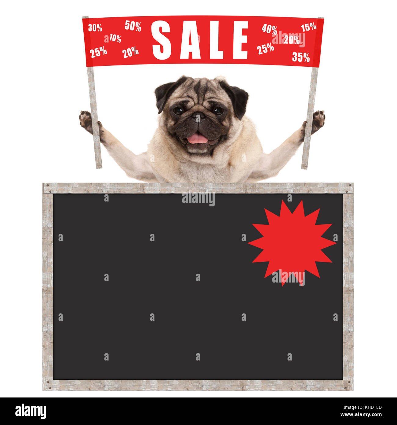 happy cute pug puppy dog holding up red banner sign with text sale ...