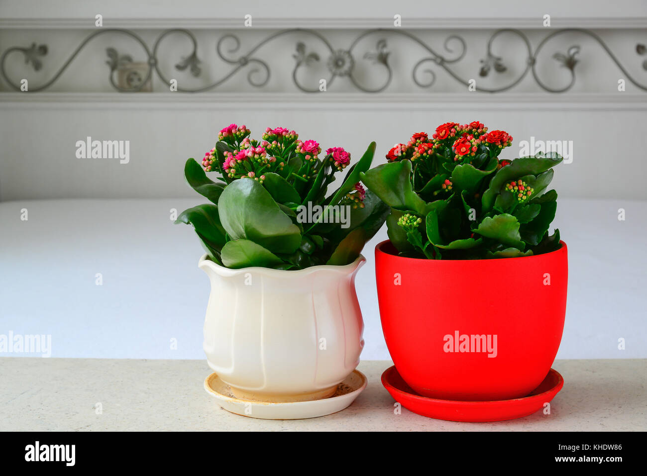 Two potted flower Kalanchoe in interior Stock Photo - Alamy