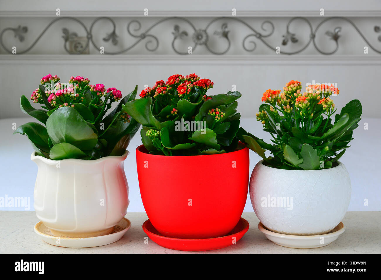 Three potted flower Kalanchoe in interior Stock Photo - Alamy
