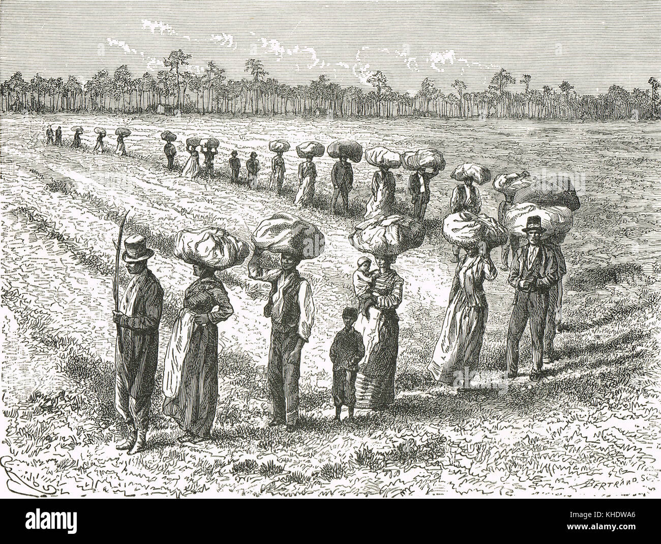 Southern Colonies Cotton