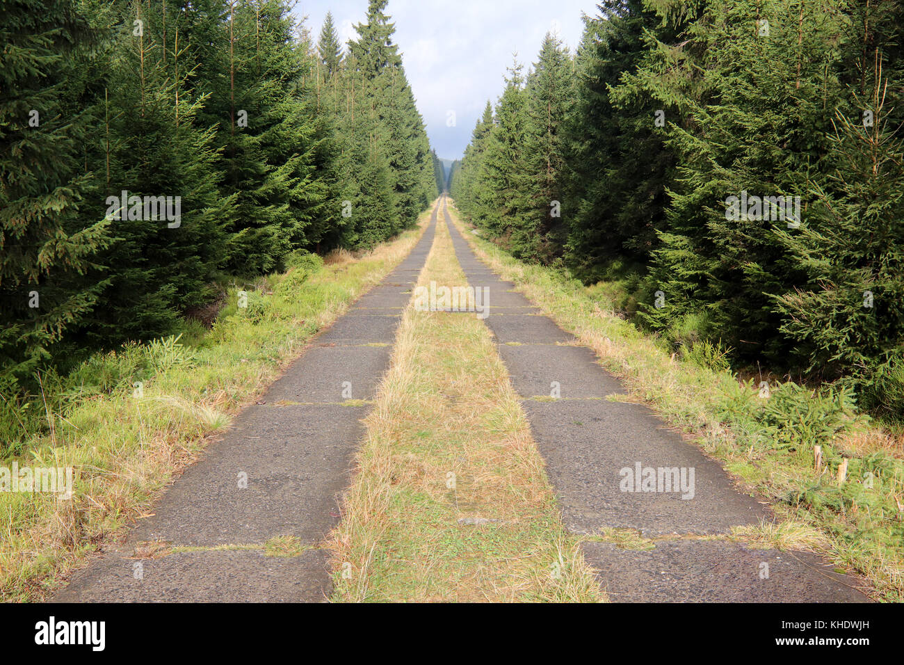 Long straight path through the spruce forest Stock Photo - Alamy