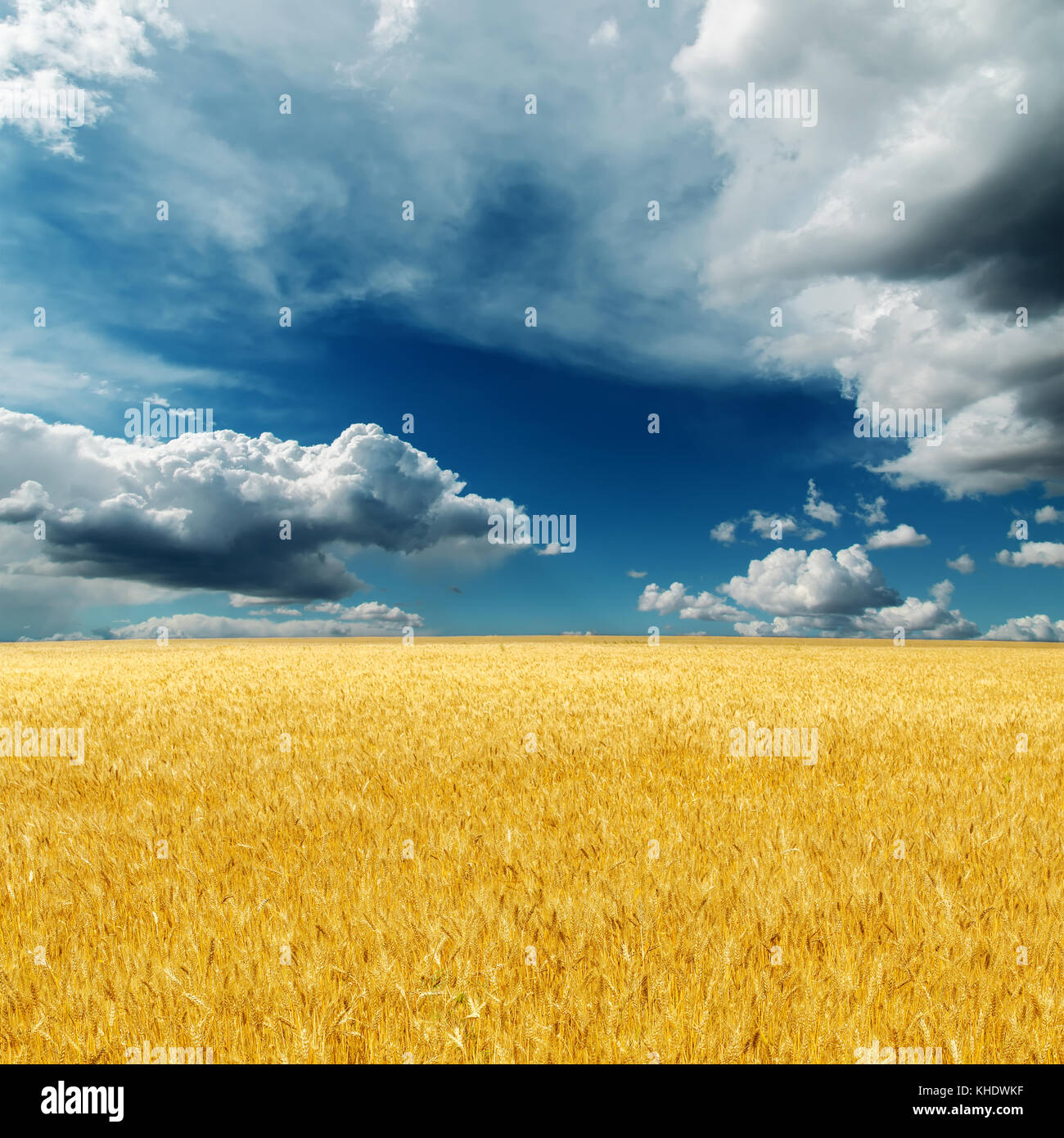 dramatic sky over field with golden harvest Stock Photo - Alamy