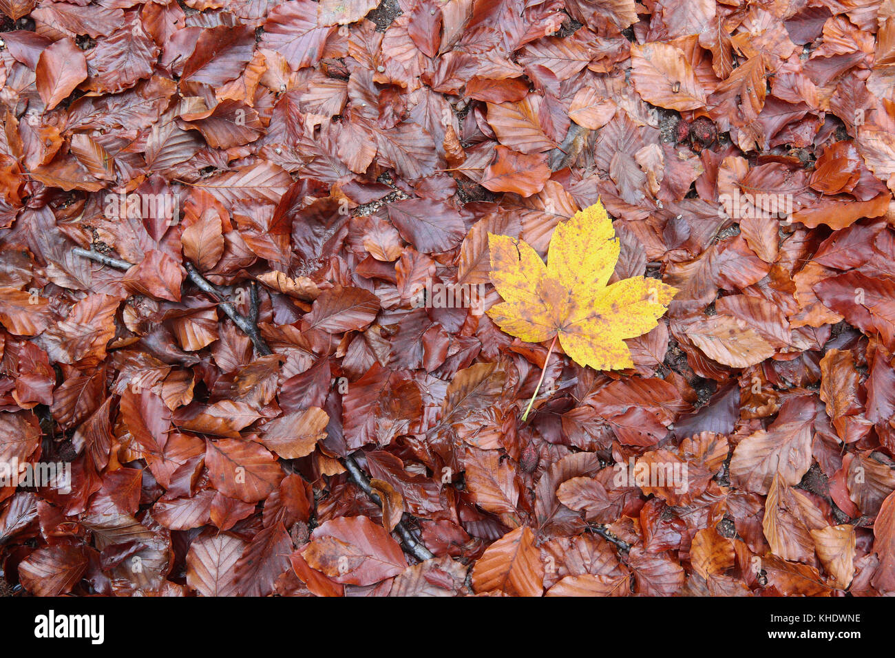 Wet fallen leaves hi-res stock photography and images - Alamy