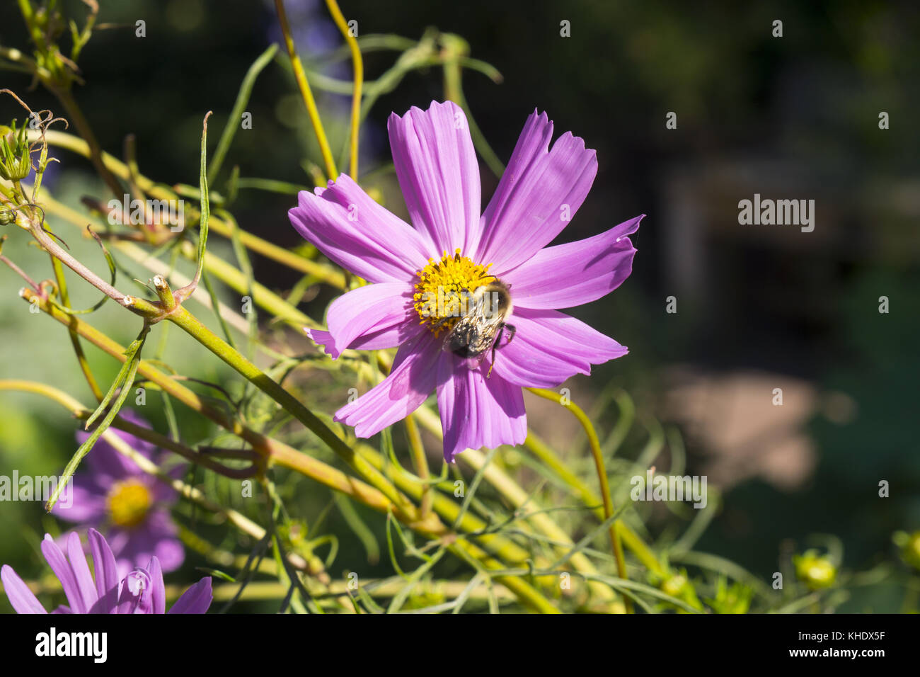 Bee gathering nectar at the Brooklyn Botanic Garden, Brooklyn, NY Stock ...