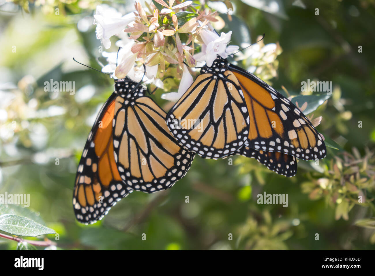 Two Monarch Butterflies resting with folded wings. Migrating south ...
