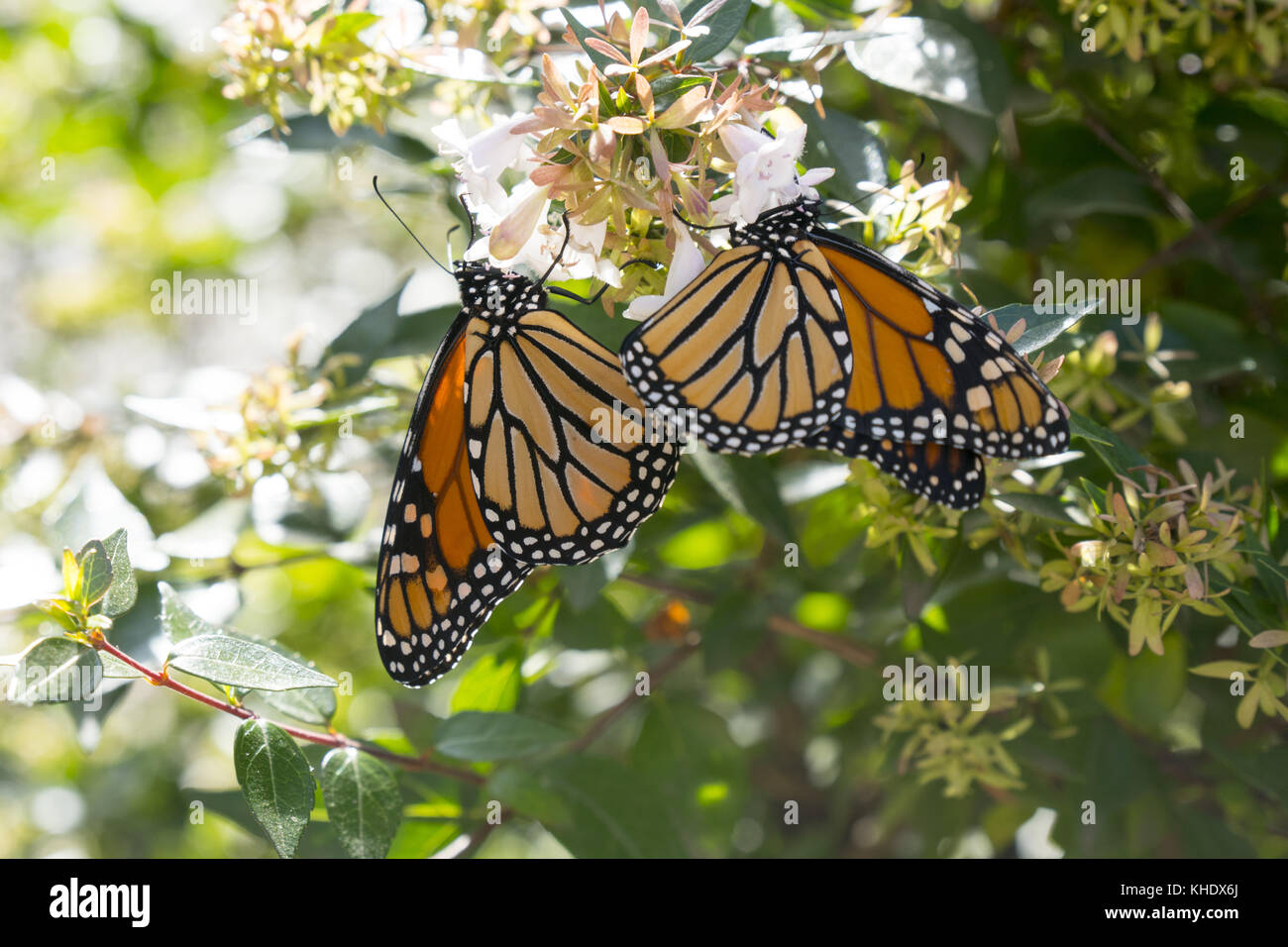 Migfration hi-res stock photography and images - Alamy