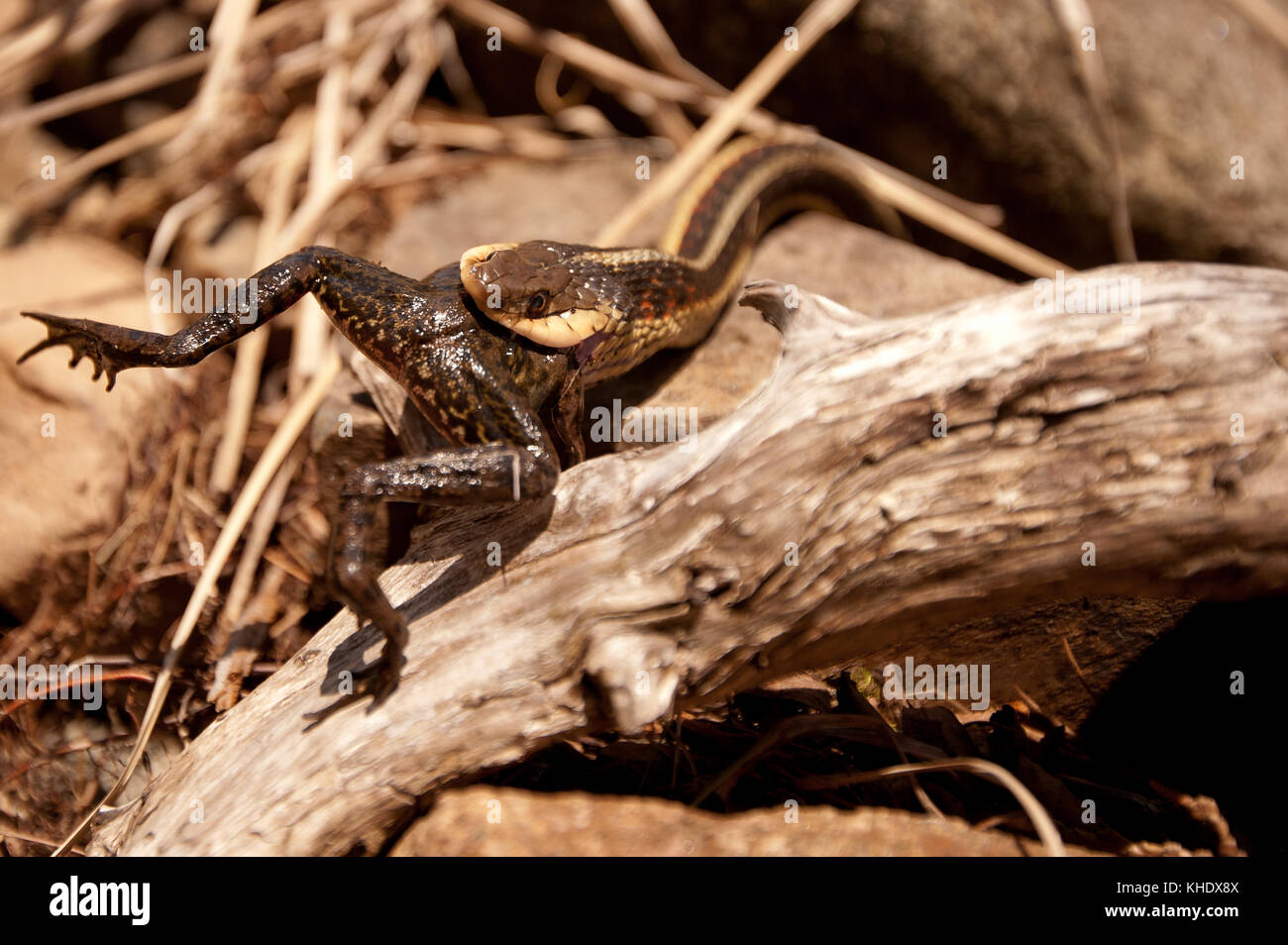 garter snake eating frog in the boundary waters canoe area Stock Photo ...