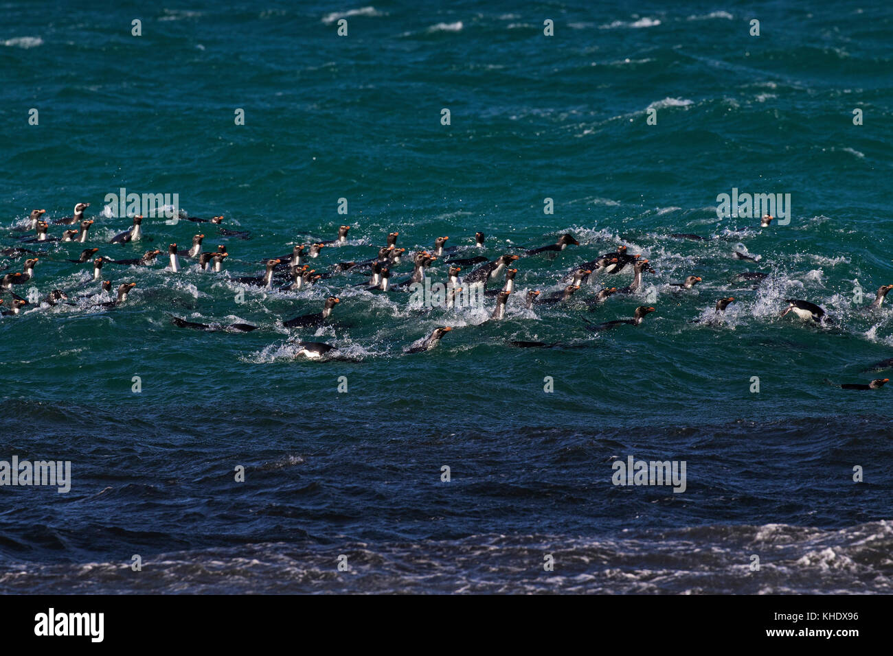 Rockhopper penguin Eudyptes chrysocome group swimming in the sea ...