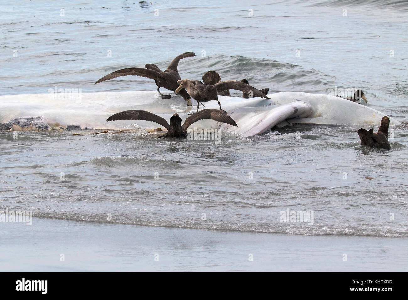 Southern giant petrel Macronectes giganteus group feeding on dead ...