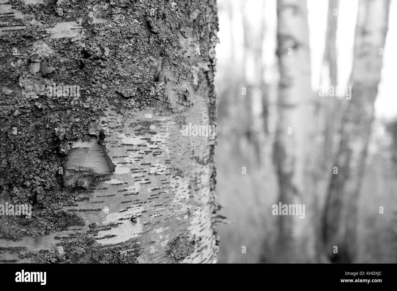 Birch wood texture Black and White Stock Photos & Images - Alamy