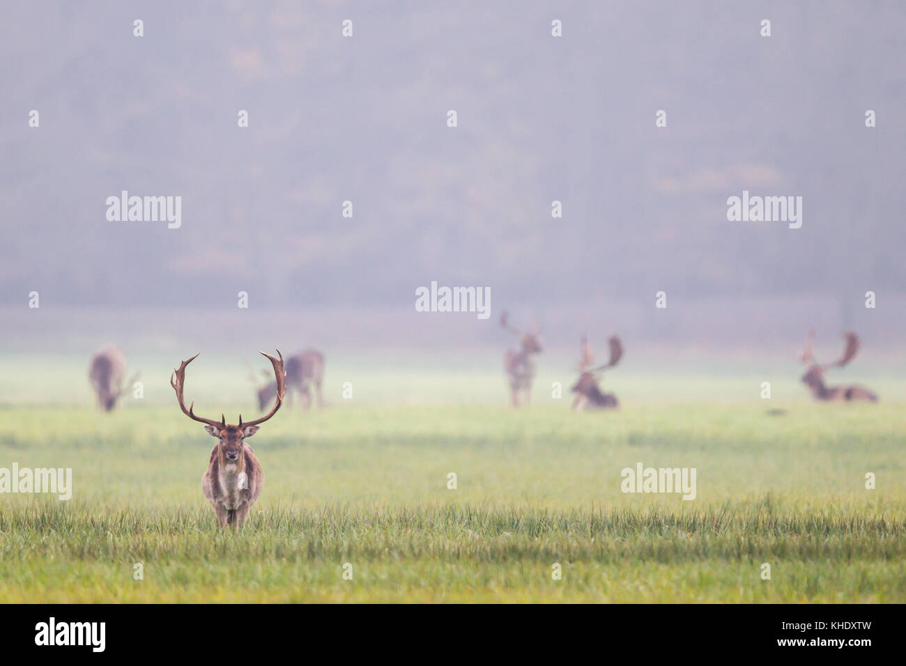 A group of Fallow Deer (Dama dama) standing on a meadow in the nature ...
