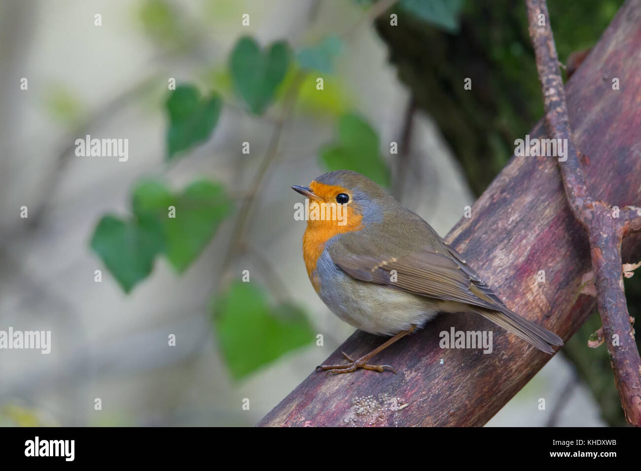 European Robin (Erithacus rubecula) sitting on a branch in the nature ...