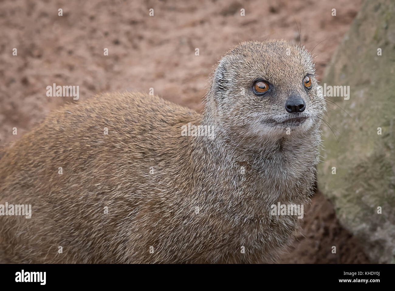 Mongoose eyes hi-res stock photography and images - Alamy