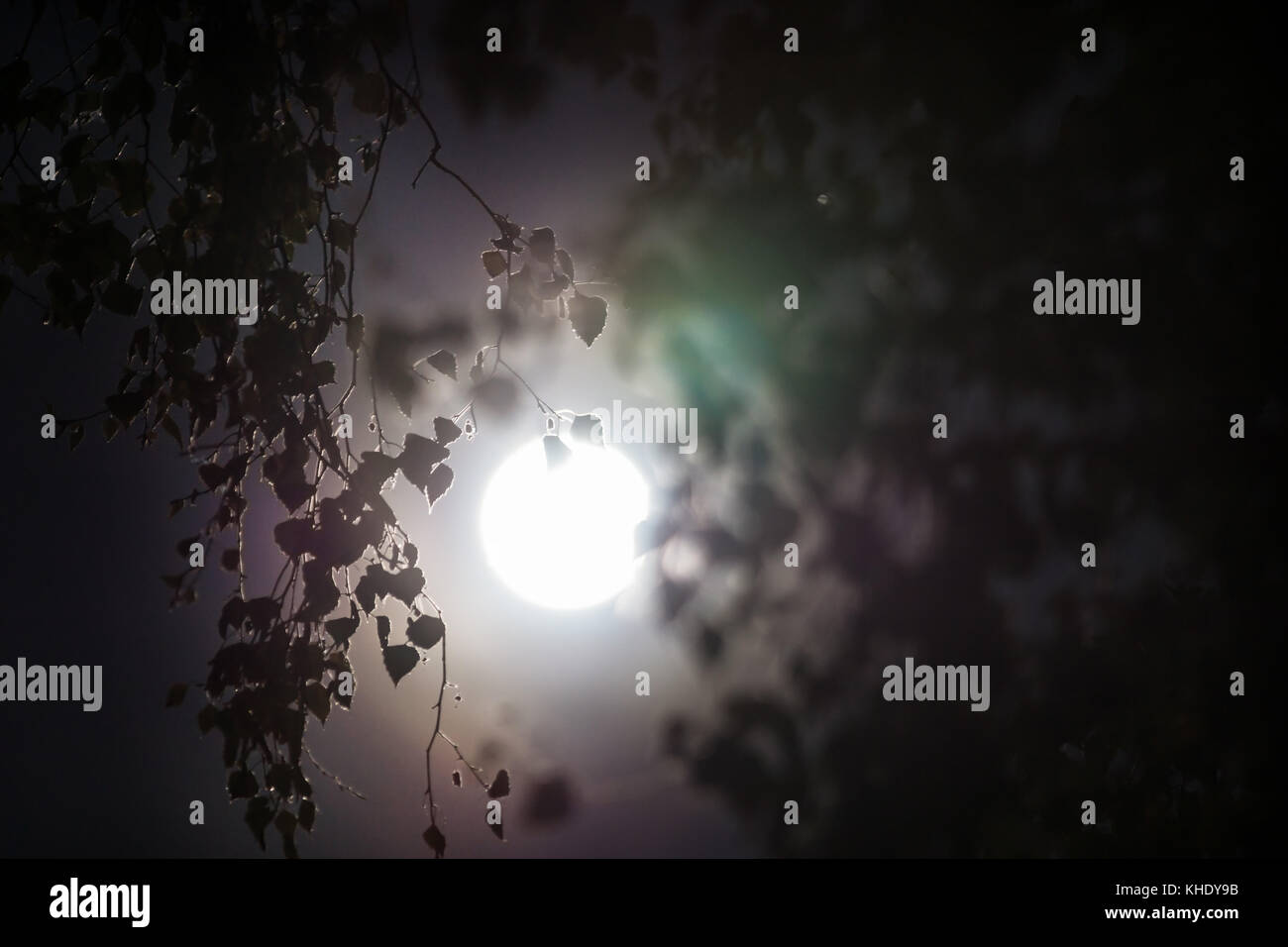 Full moon glowing leaves hi-res stock photography and images - Alamy