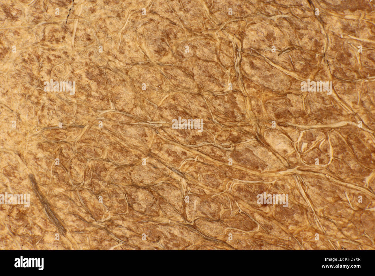 Surface of coconut hi-res stock photography and images - Alamy
