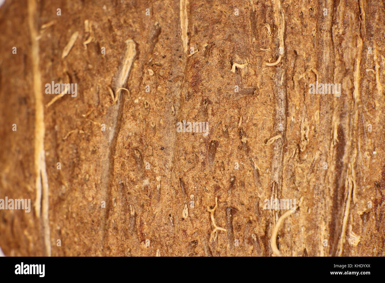 Surface of coconut hi-res stock photography and images - Alamy