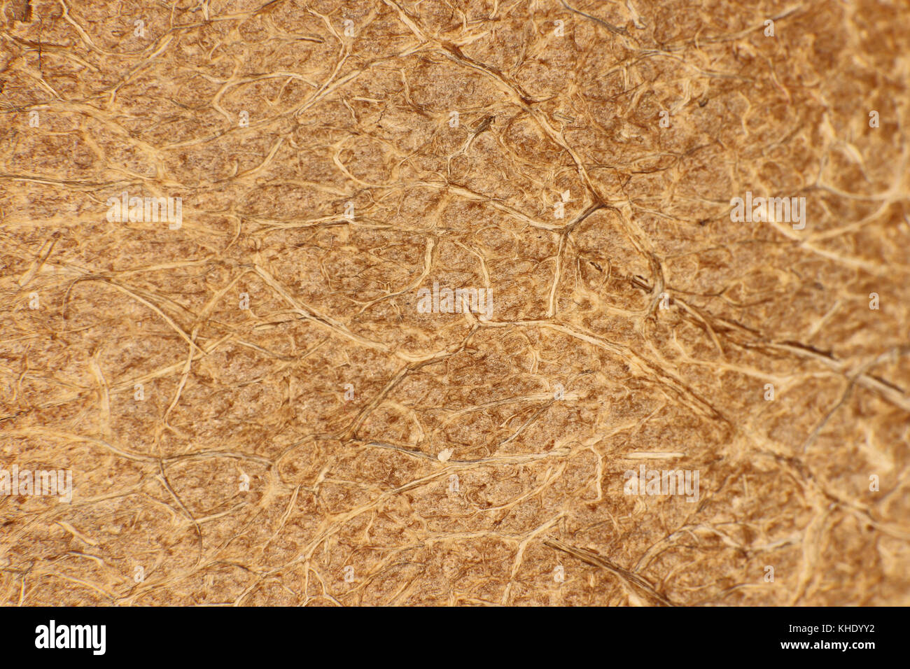 Coconut palm fibers hi-res stock photography and images - Alamy