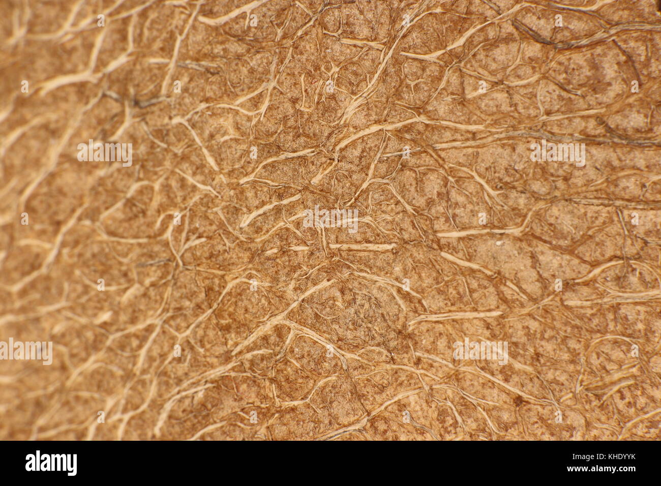 Dry coconut tree hi-res stock photography and images - Alamy