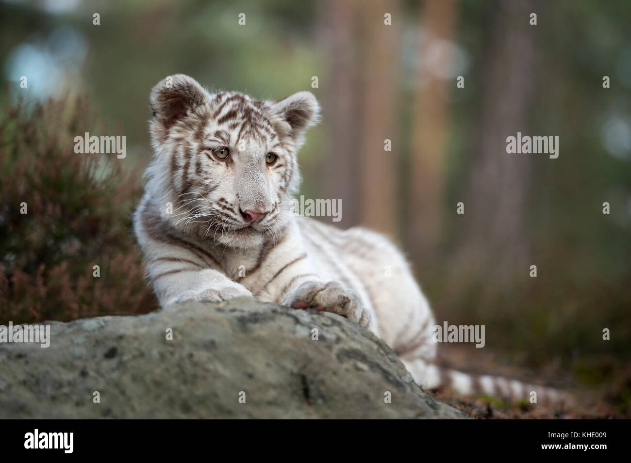 Bengal Tiger / Koenigstiger ( Panthera tigris ), young cub, white ...