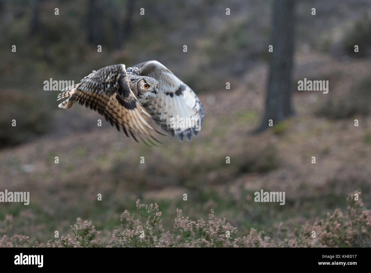 Indian Eagle-Owl / Rock Eagle-Owl / Bengalenuhu ( Bubo bengalensis ) in ...
