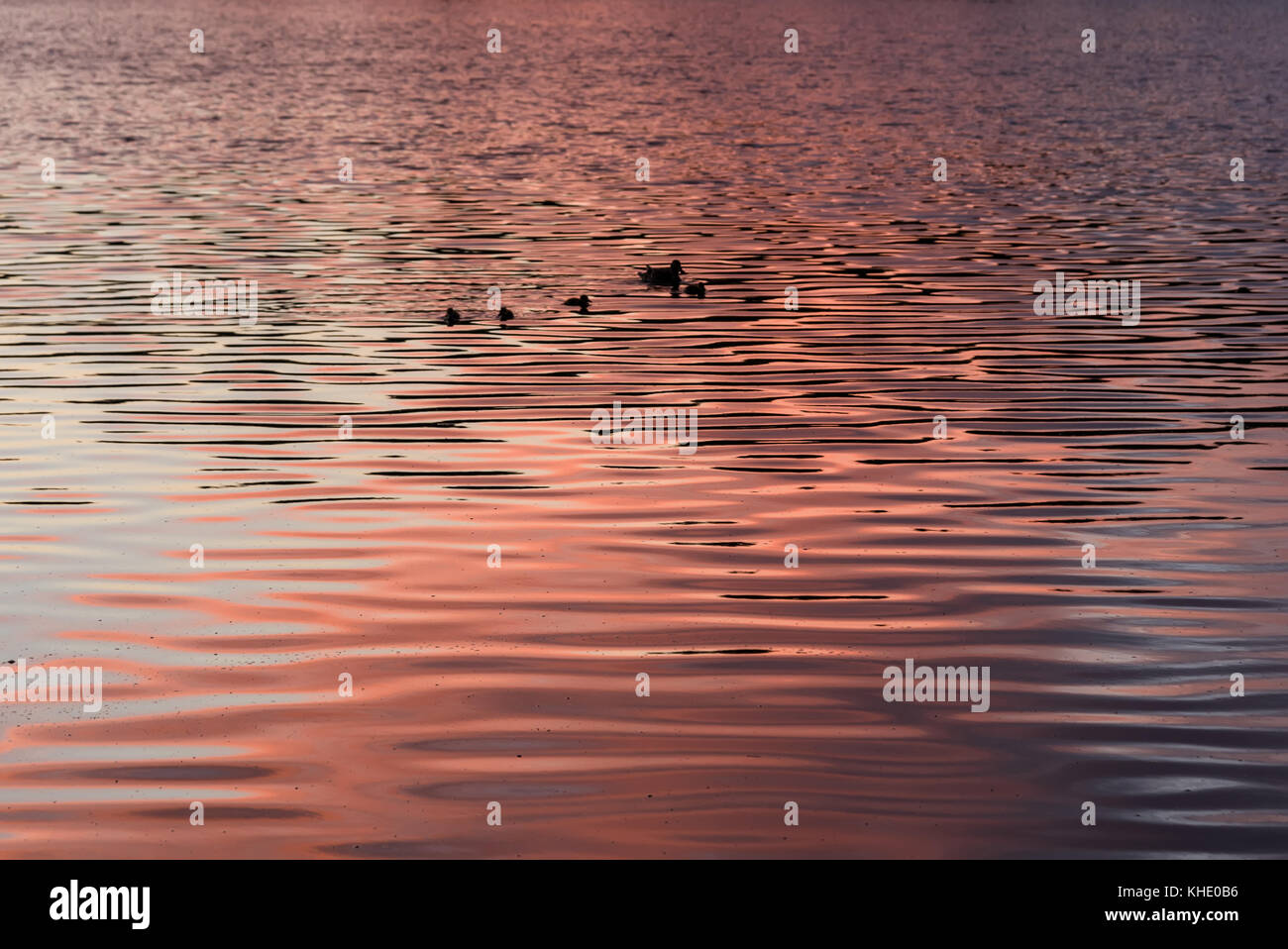 Beautiful abstract pink and blue decorative background with ripples and ...