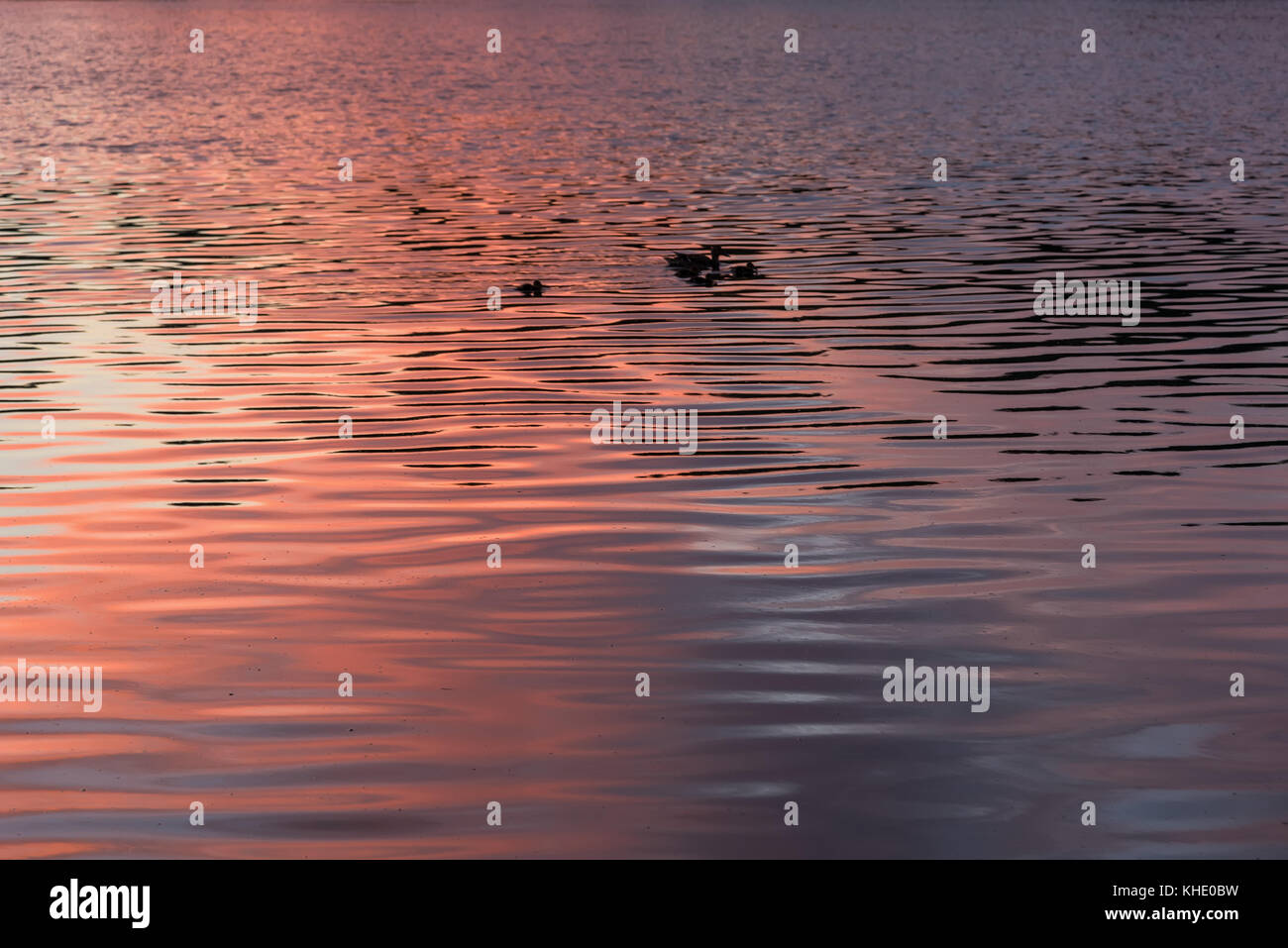 Beautiful abstract pink and blue decorative background with ripples and ...