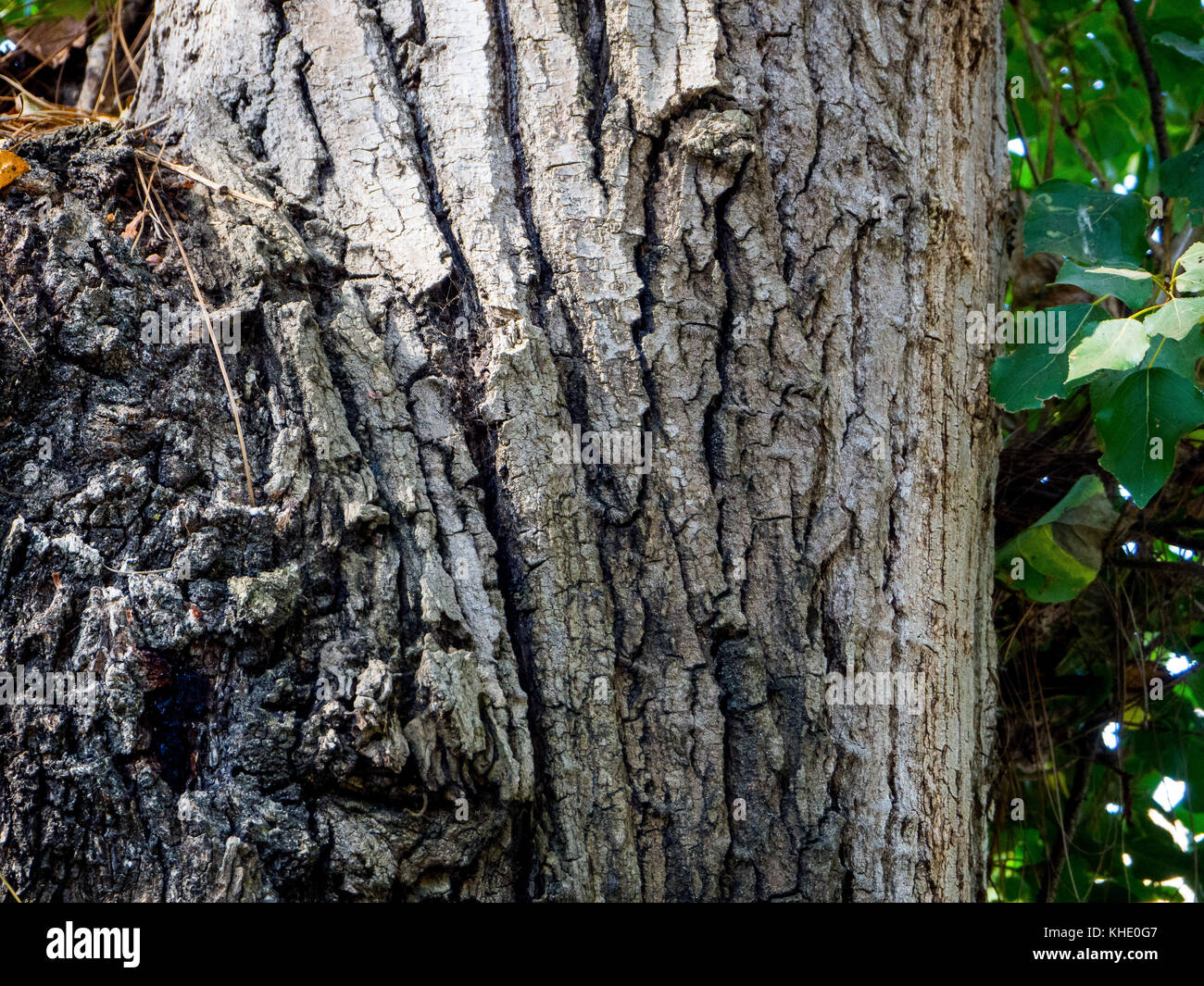 Texture of thick tree bark taken in the foreground as macrophothography ...
