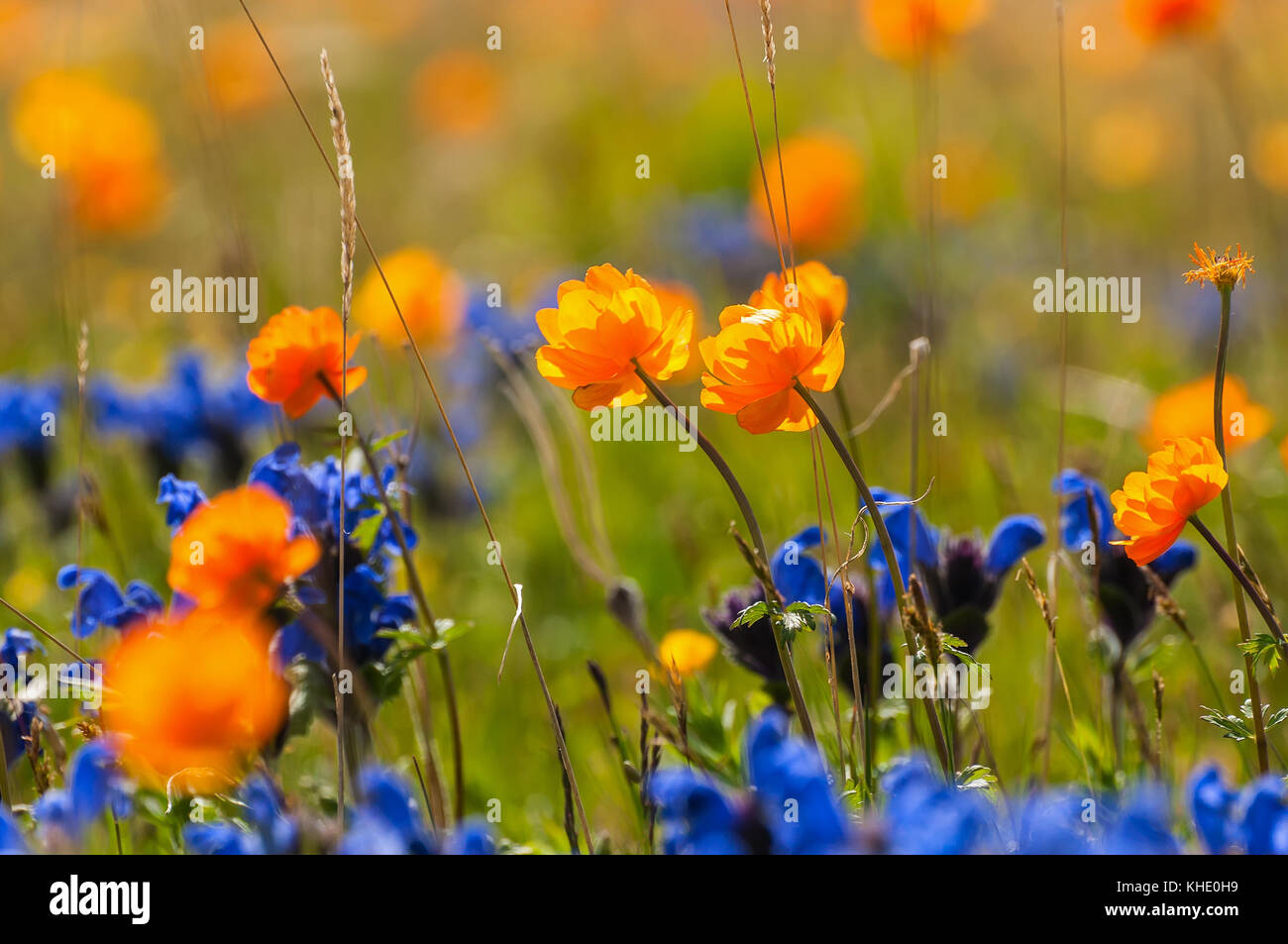 Amazing Orange Wild Flowers Gallery