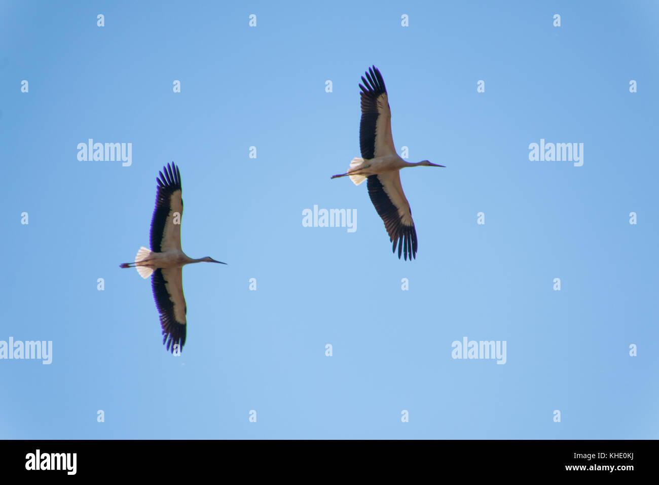 Group of storks in flight, forming figures and taking advantage of warm ...