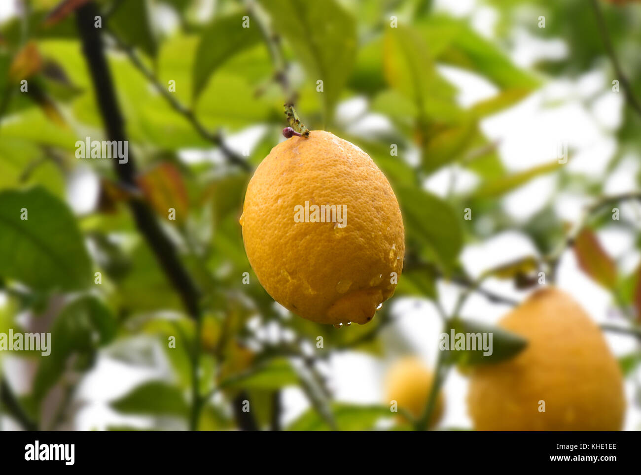 A lemon growing on a tree shot after a rain storm showing water ...