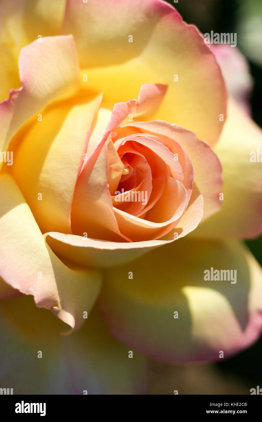 Beige rose close up Stock Photo - Alamy