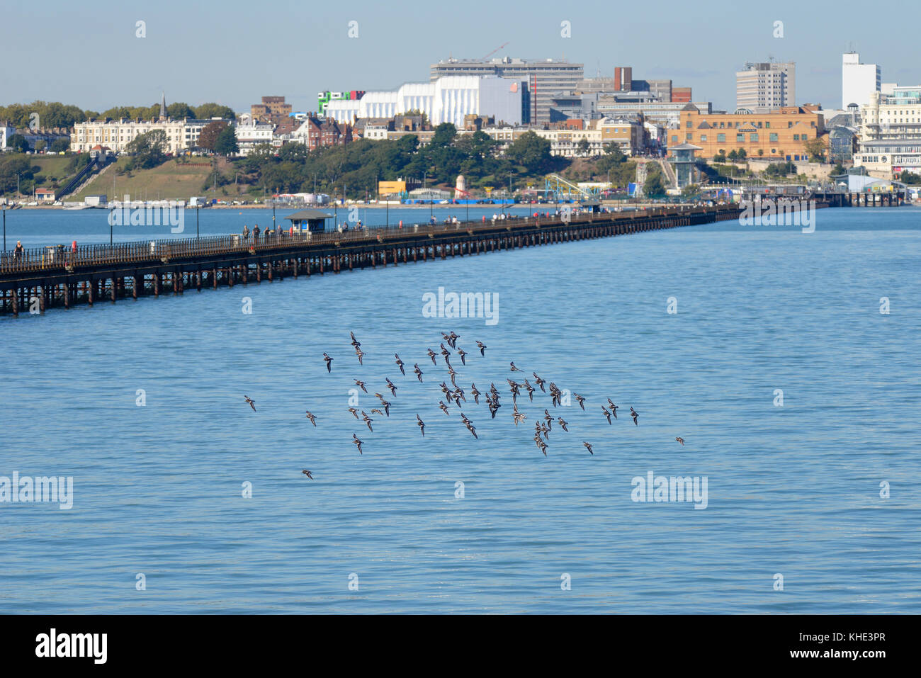 Flock of Turnstone birds flying past Southend Pier with the pier and ...