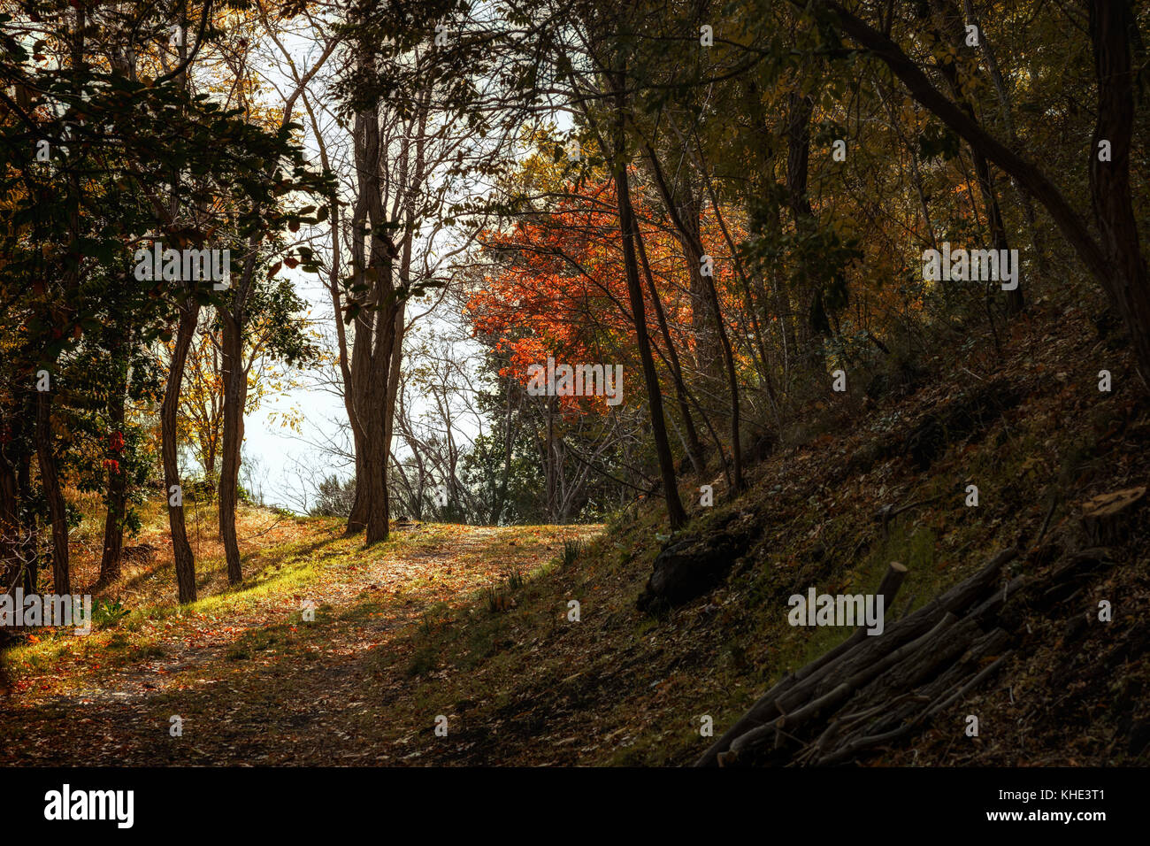 Walking in the woods Stock Photo - Alamy