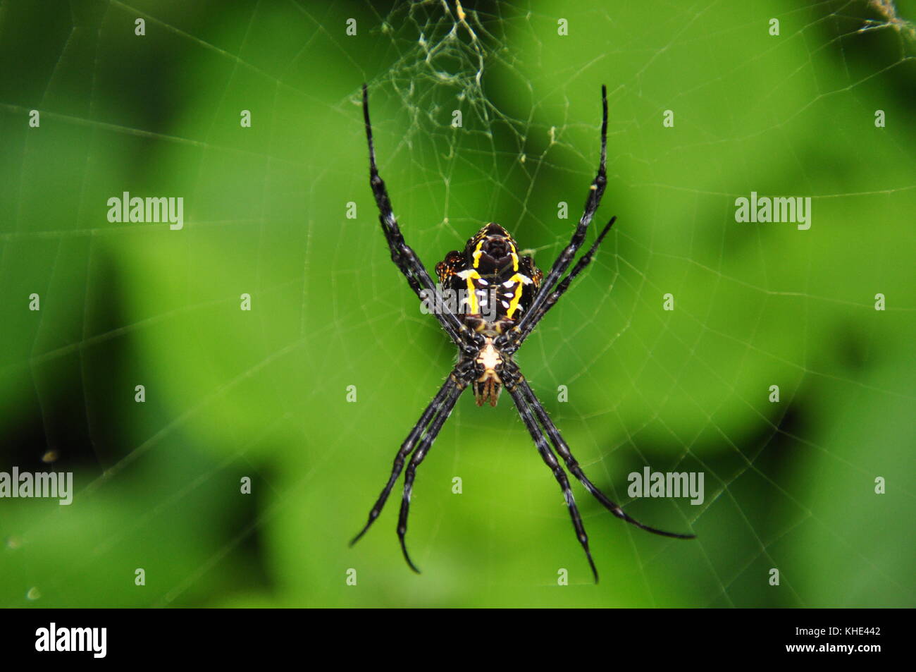 Tropical nicely colored with a spider on the network. Indonesia. Java ...