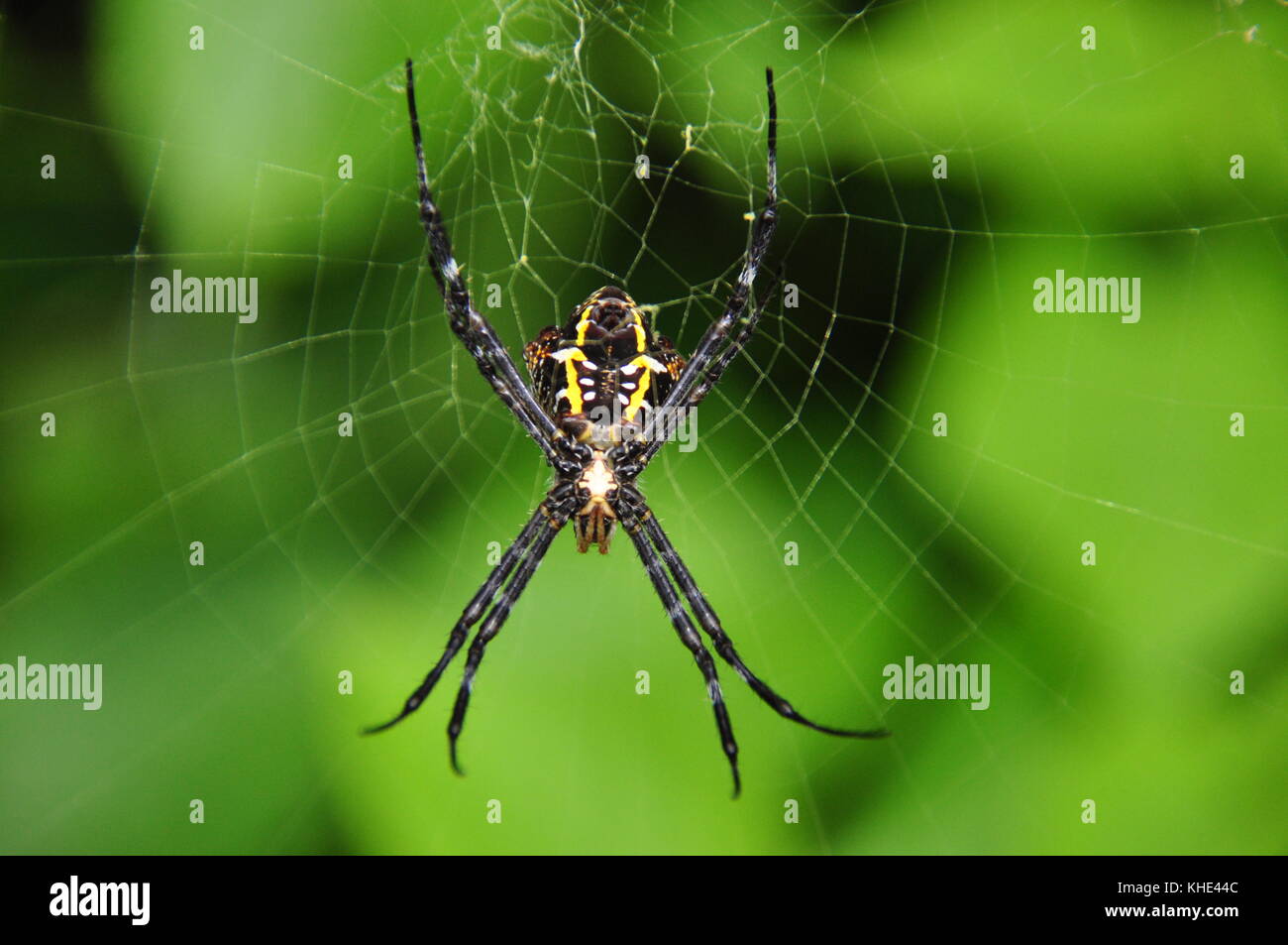 Tropical nicely colored with a spider on the network. Indonesia. Java ...
